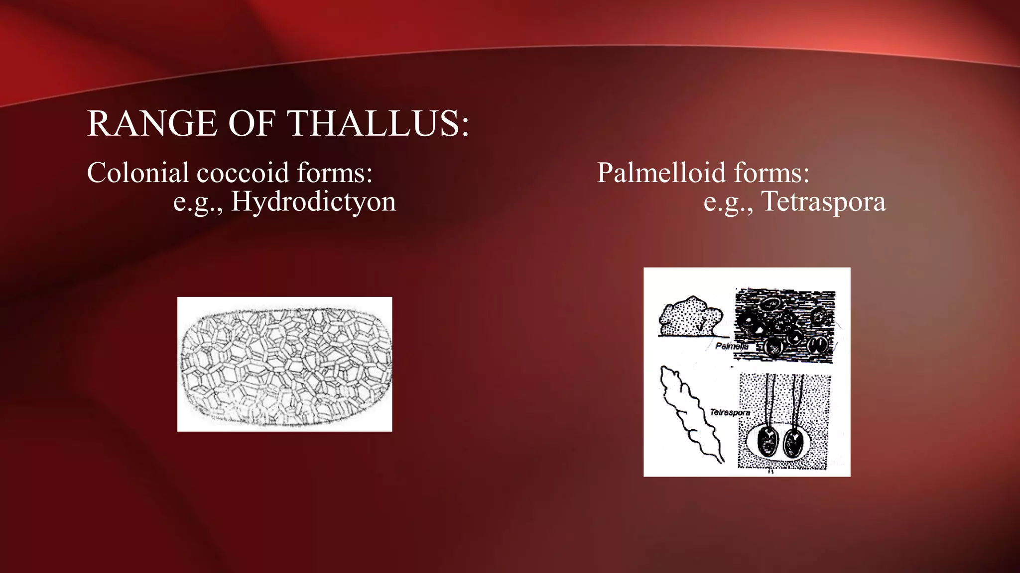 Chlorophyta: (Green Algae) The Phylum of Kingdom Protista. | PPT