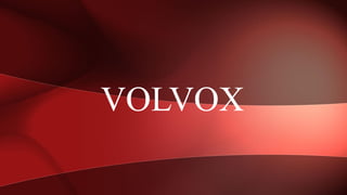 Chlorophyta: (Green Algae) The Phylum of Kingdom Protista. | PPT