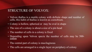 Chlorophyta: (Green Algae) The Phylum of Kingdom Protista. | PPT