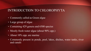 Chlorophyta: (Green Algae) The Phylum of Kingdom Protista. | PPT