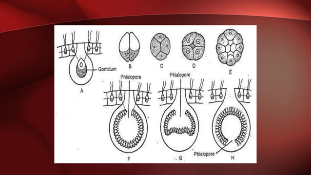 Chlorophyta: (Green Algae) The Phylum of Kingdom Protista. | PPT