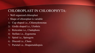 Chlorophyta: (Green Algae) The Phylum of Kingdom Protista. | PPT
