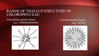 Chlorophyta: (Green Algae) The Phylum of Kingdom Protista. | PPT