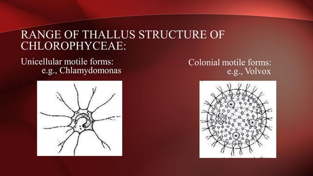 Chlorophyta: (Green Algae) The Phylum of Kingdom Protista. | PPT
