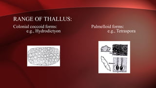 Chlorophyta: (Green Algae) The Phylum of Kingdom Protista. | PPT