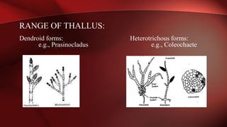 Chlorophyta: (Green Algae) The Phylum of Kingdom Protista. | PPT