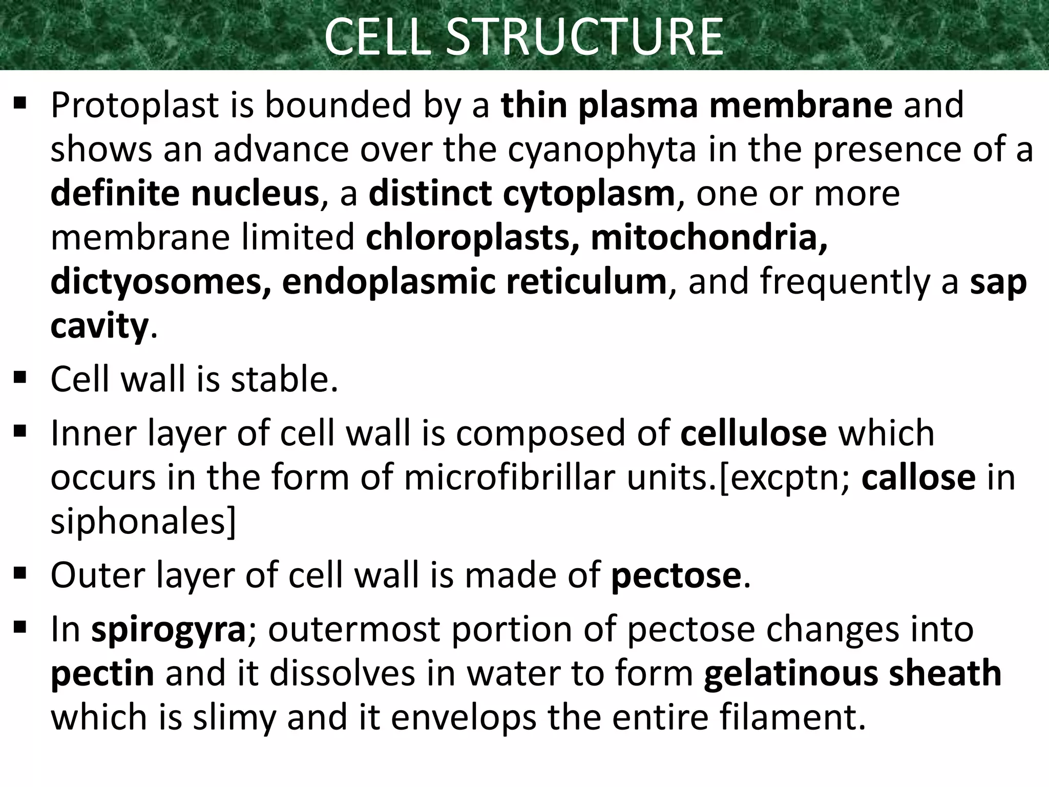 Chlorophyta | PPTX