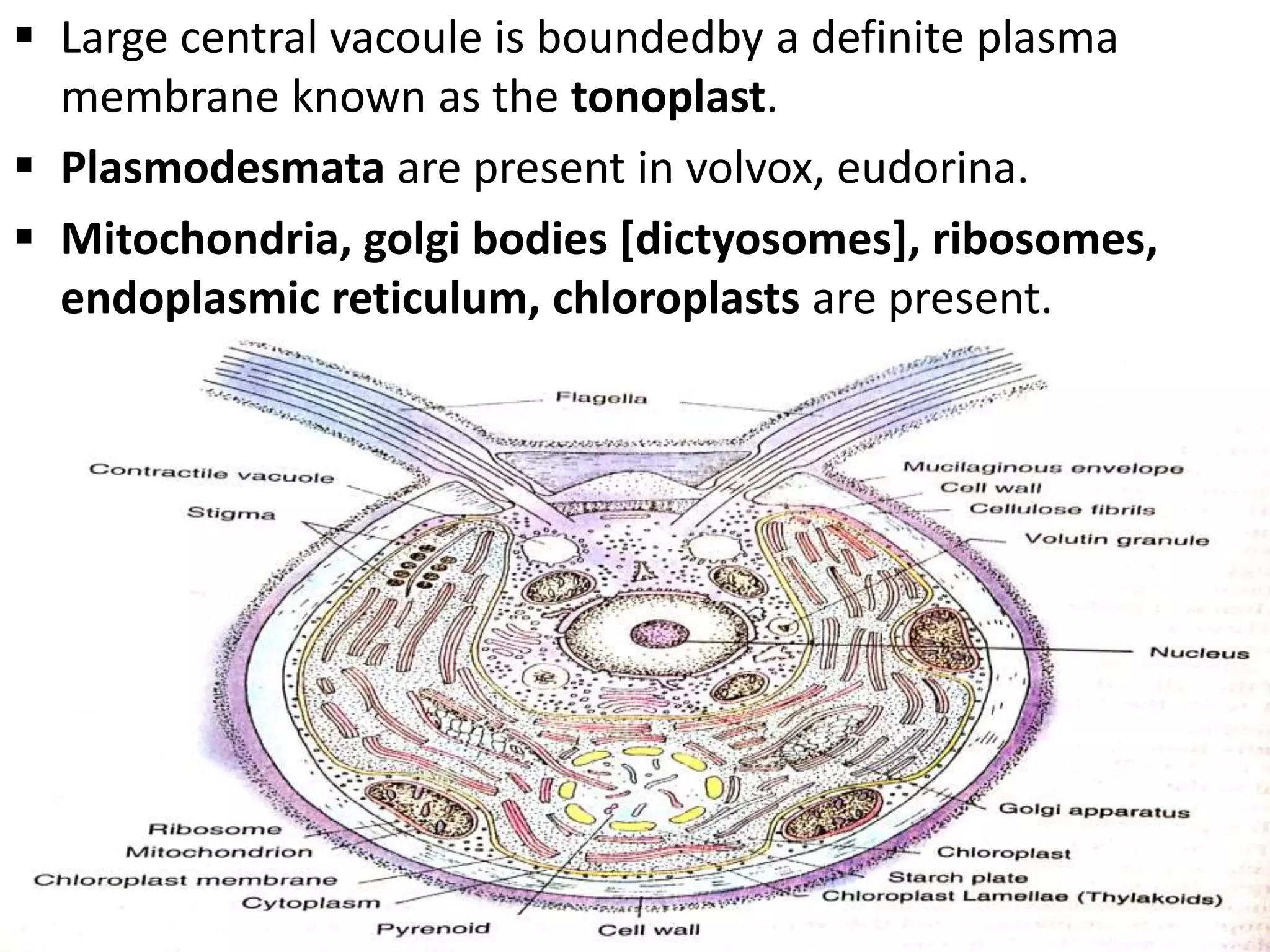 Chlorophyta | PPTX