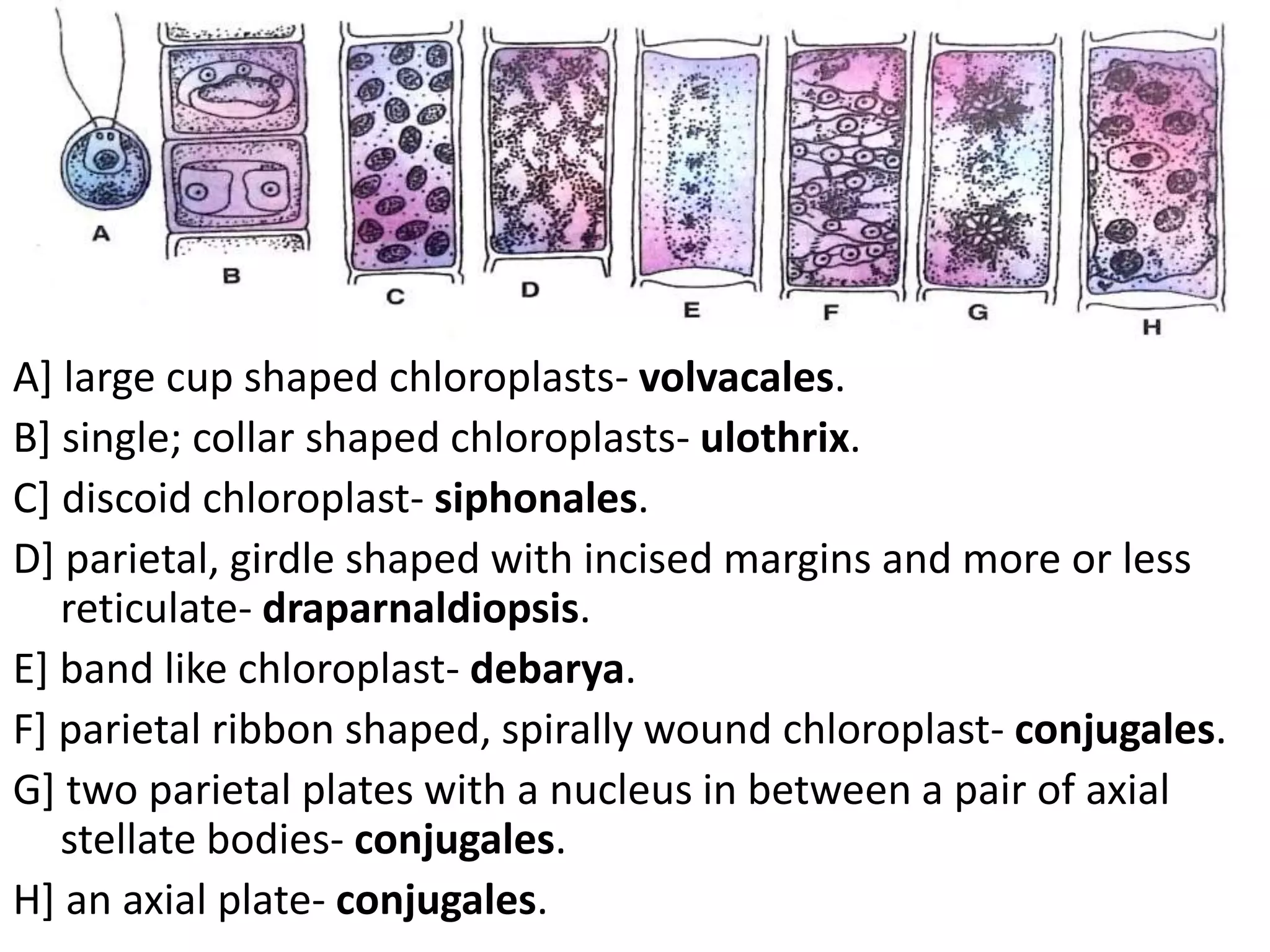 Chlorophyta | PPTX