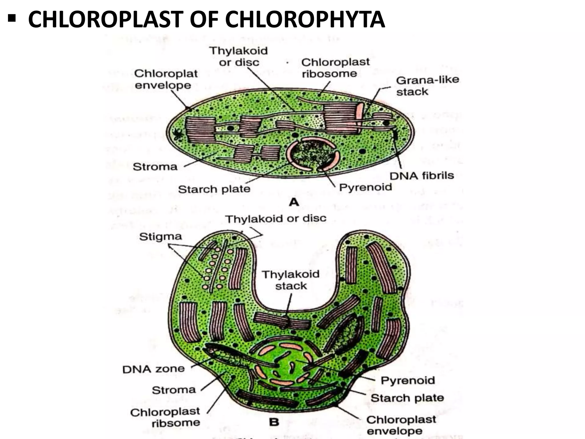 Chlorophyta | PPTX