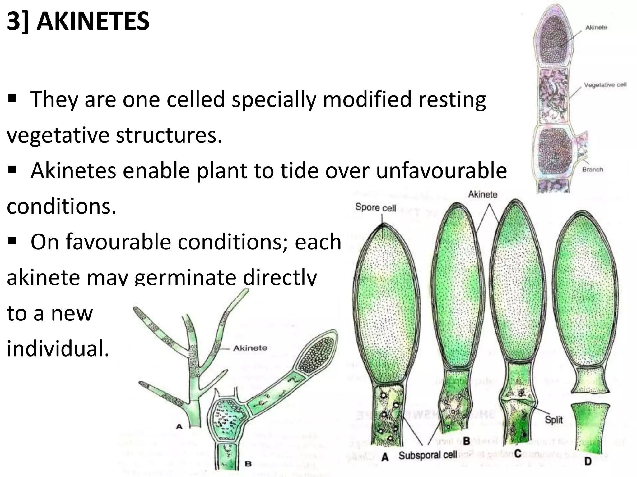 Chlorophyta | PPTX