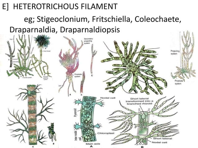 Chlorophyta | PPTX