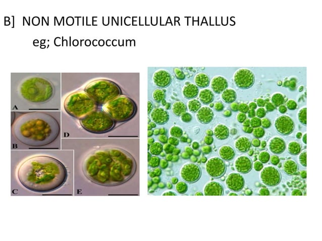 Chlorophyta | PPTX