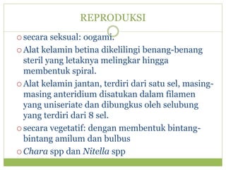 chlorophyta cabang dari ilmu biologi yang mempelajari alga | PPTX