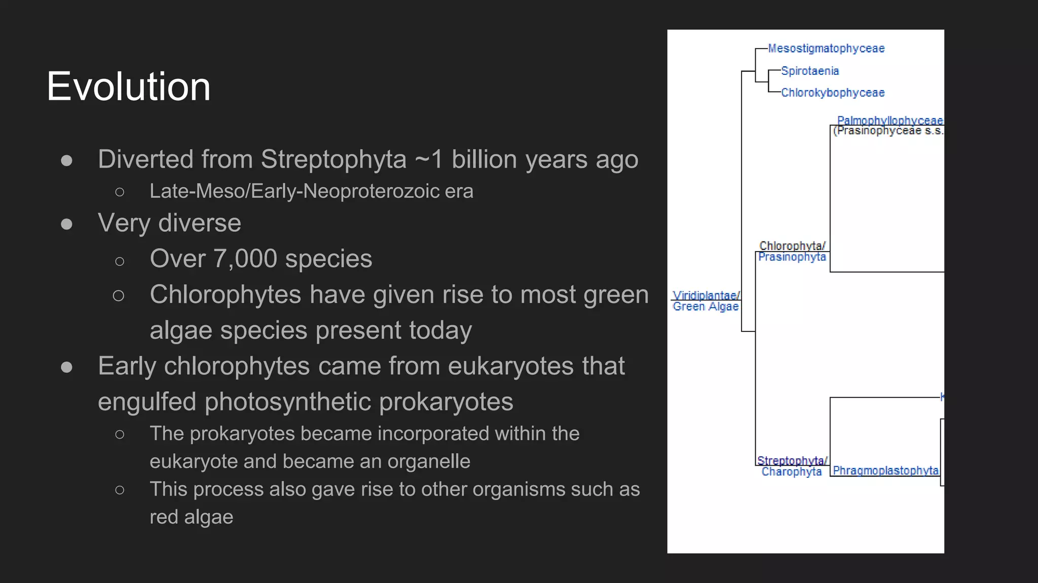 Chlorophyta Presentation - Evolutionary and Behavioural Biology | PPTX