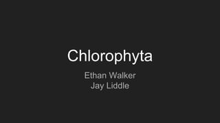 Chlorophyta Presentation - Evolutionary and Behavioural Biology | PPTX