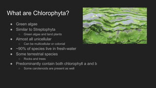 Chlorophyta Presentation - Evolutionary and Behavioural Biology | PPTX