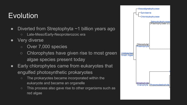 Chlorophyta Presentation - Evolutionary and Behavioural Biology | PPTX