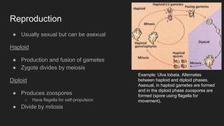 Chlorophyta Presentation - Evolutionary and Behavioural Biology | PPTX