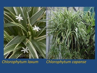 Chlorophytum borivillianum and their phyto chemical or constituents | PPTX