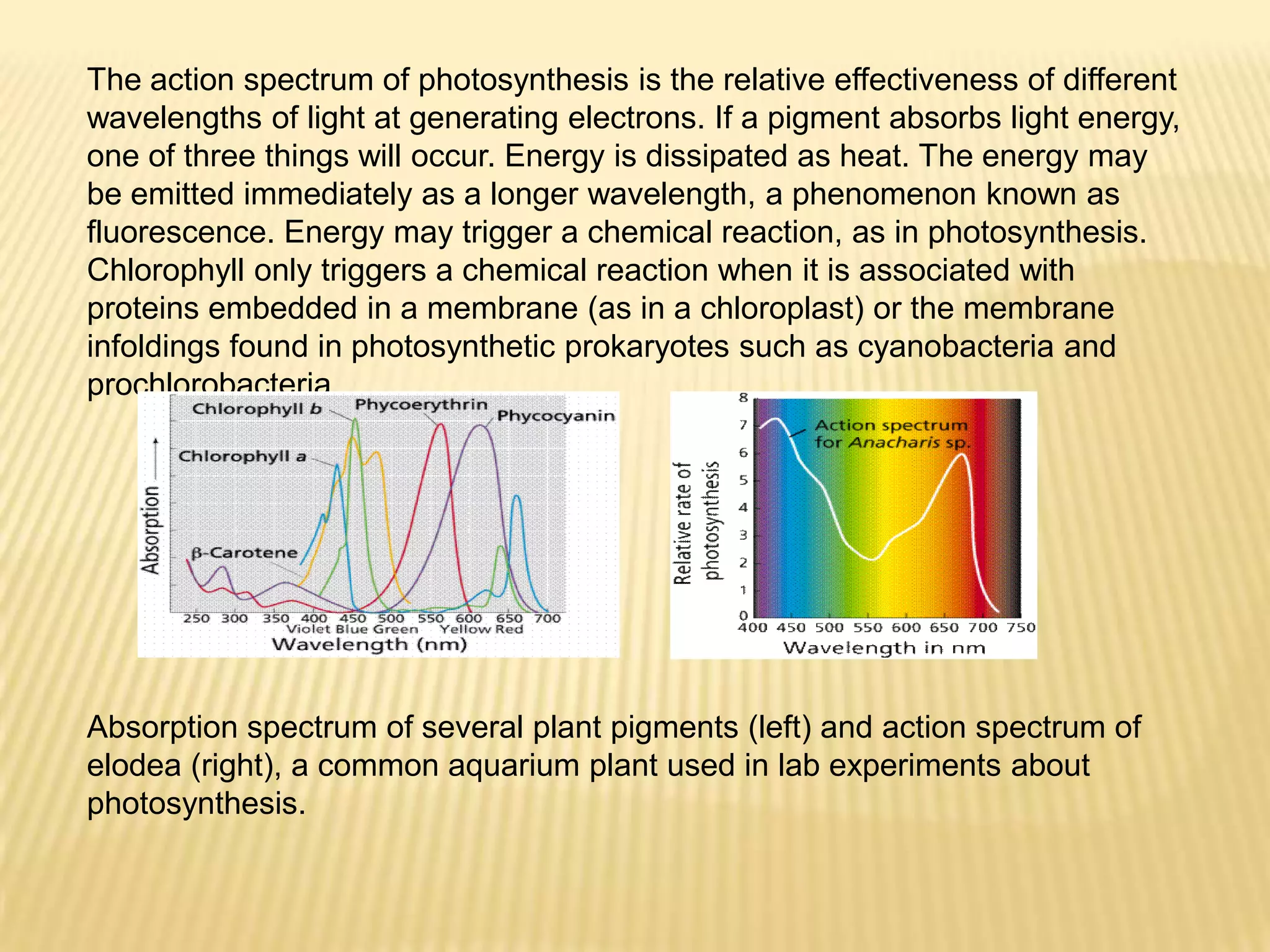 Chloroplast | PPTX