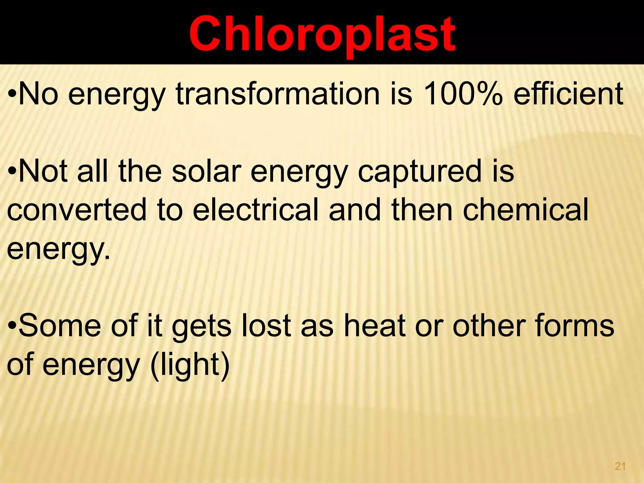 Chloroplast | PPTX