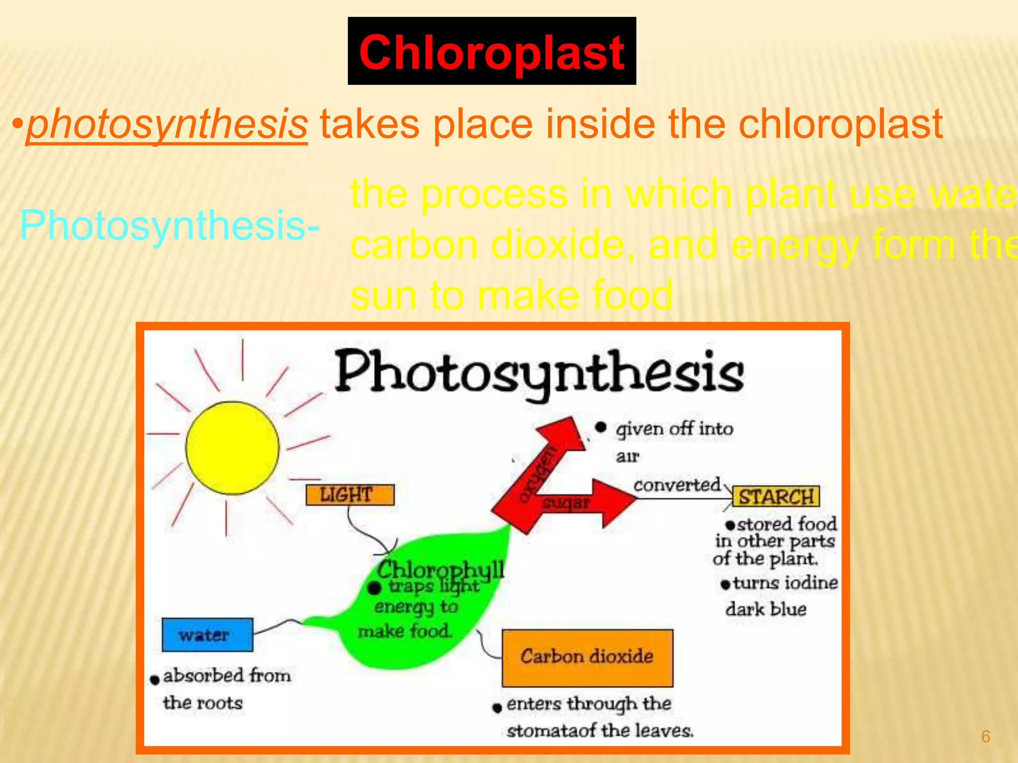 Chloroplast | PPTX