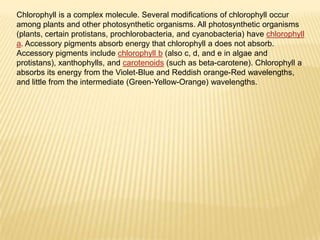 Chloroplast | PPTX