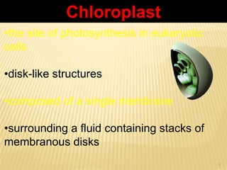 Chloroplast | PPTX