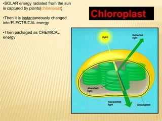Chloroplast | PPTX