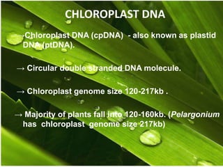 Chloroplast | PPT