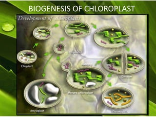 Chloroplast | PPT