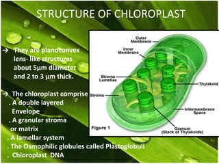 Chloroplast | PPT