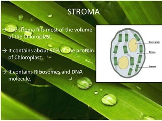 Chloroplast | PPTX