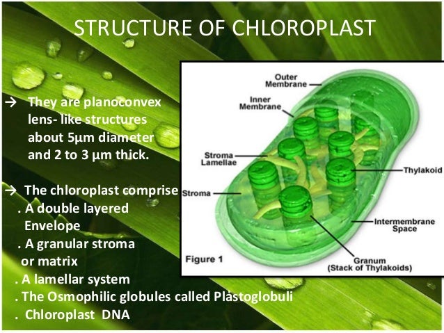 Chloroplast Structure