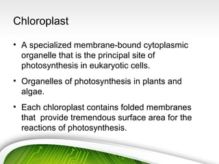 Chloroplast | PPT