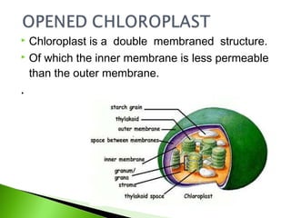 Chloroplast | PPT | Biological Sciences | Science
