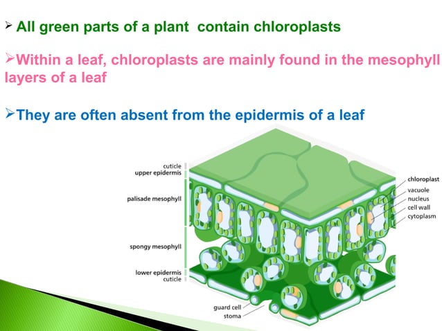 Chloroplast | PPT | Biological Sciences | Science