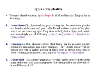 Chloroplast | PPTX