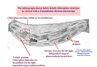 Chloroplasts | PPTX