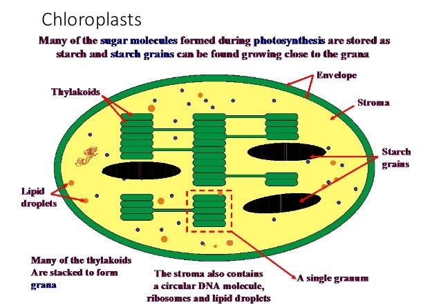 Chloroplasts