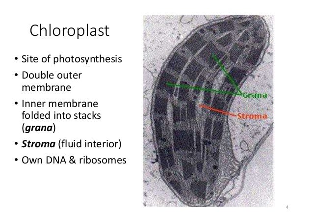 Chloroplasts