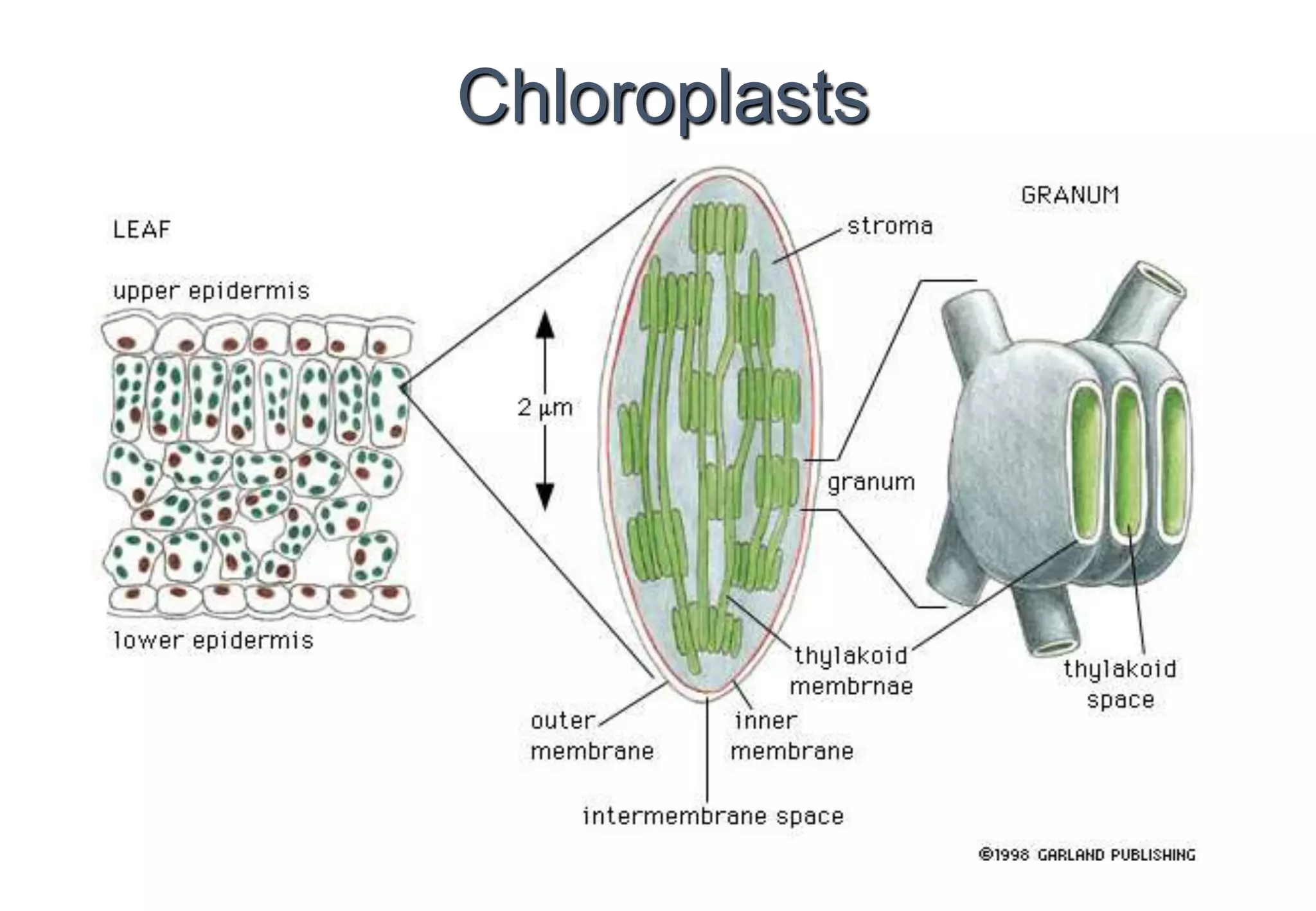 Chloroplast | PPTX