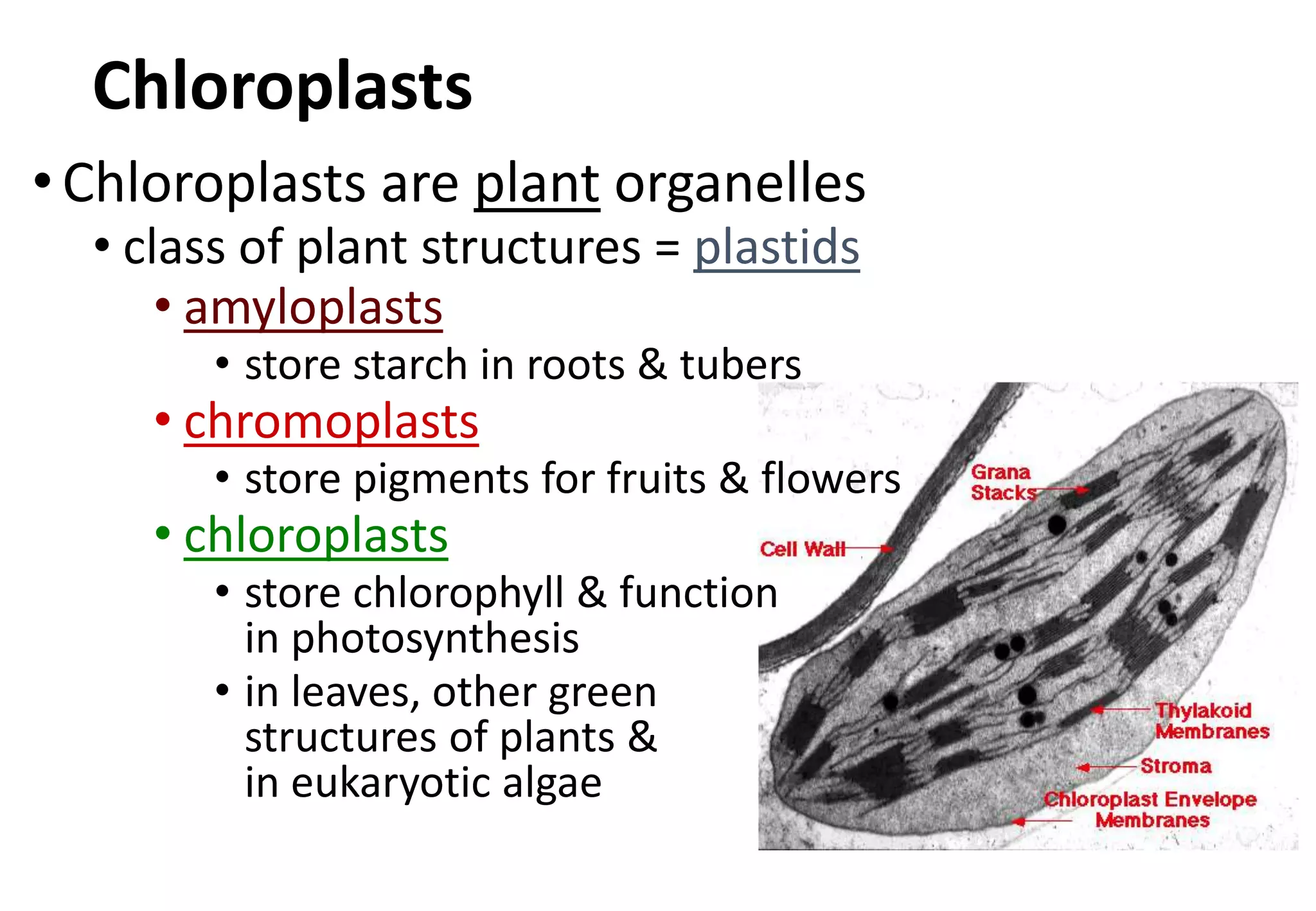 Chloroplast | PPTX