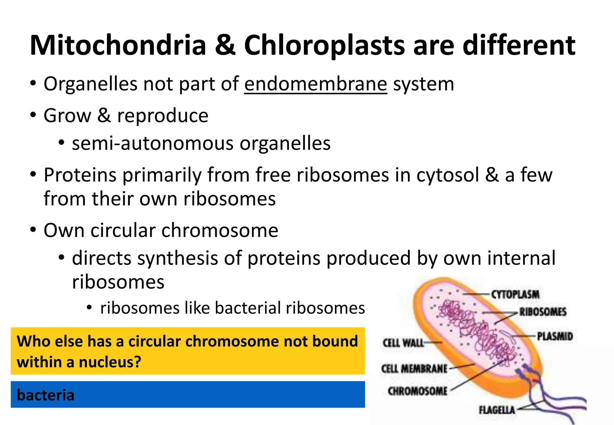 Chloroplast | PPTX