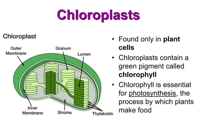 Chloroplast | PPTX | Biological Sciences | Science
