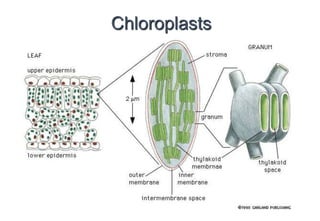 Chloroplast | PPTX
