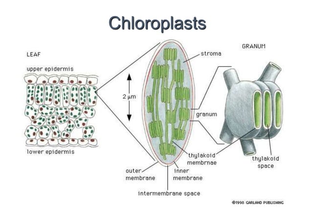 Chloroplast | PPTX | Biological Sciences | Science