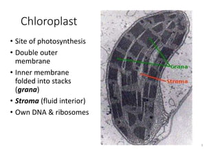 Chloroplast | PPTX