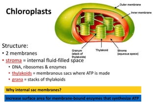 Chloroplast | PPTX